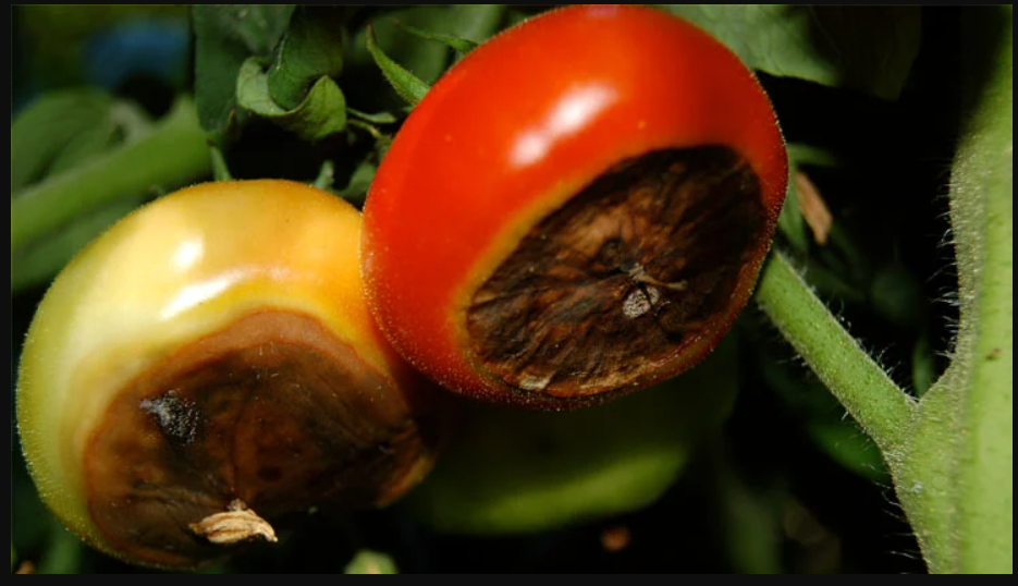 Tomato Fruit Diseases Detection Object Detection Model by Tomato Fruit ...