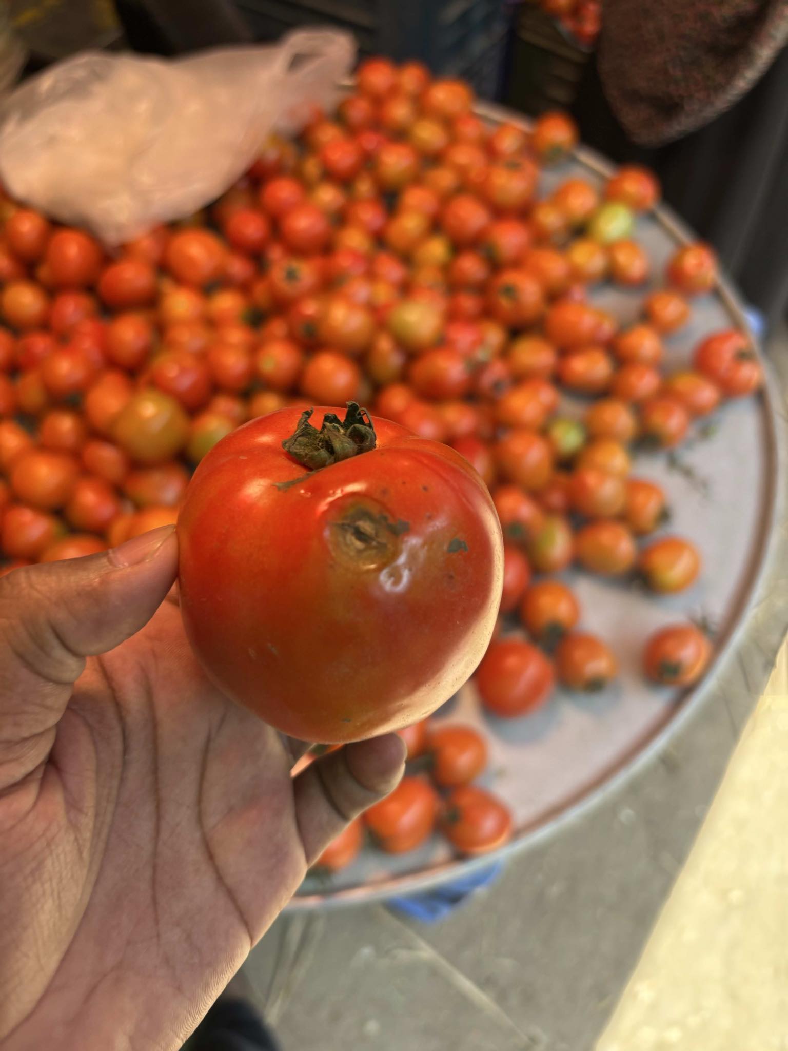 Tomato Fruit Diseases Detection Object Detection Dataset and Pre ...