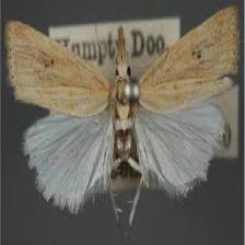 pests_detection Classification Dataset and Pre-Trained Model by Polystar