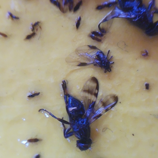 insect_scanner_etrap Object Detection Dataset by etrap