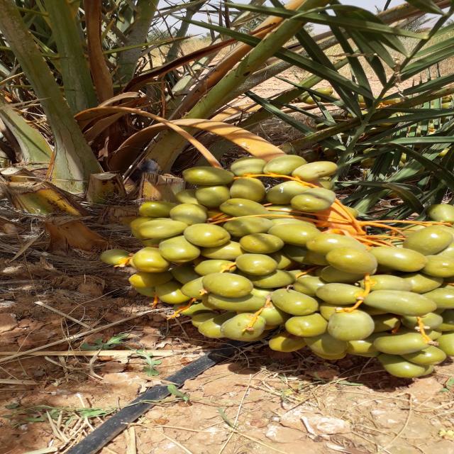 bunch_segmentation Instance Segmentation Dataset and Pre-Trained Model by datase