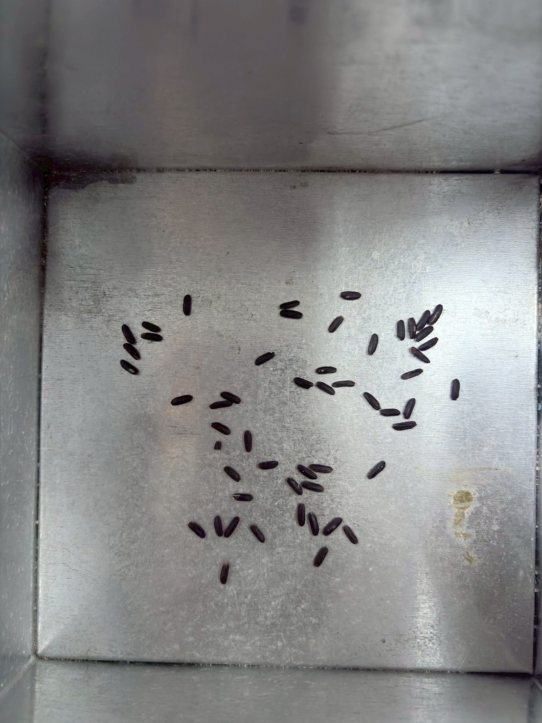 saruda - Roboflow Universe