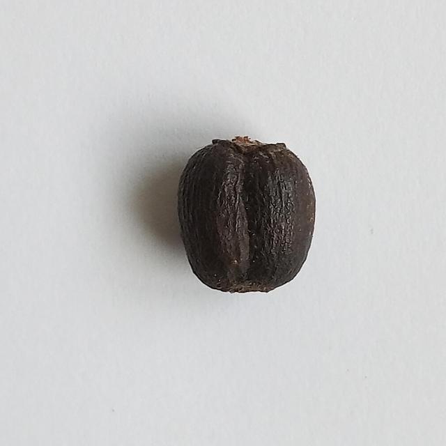 new pod defect Object Detection Dataset by Adam