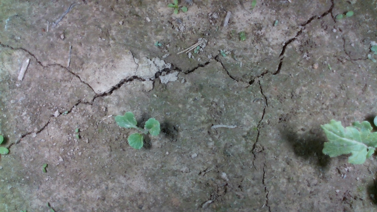 weed_name_classification Classification Dataset and Pre-Trained Model ...