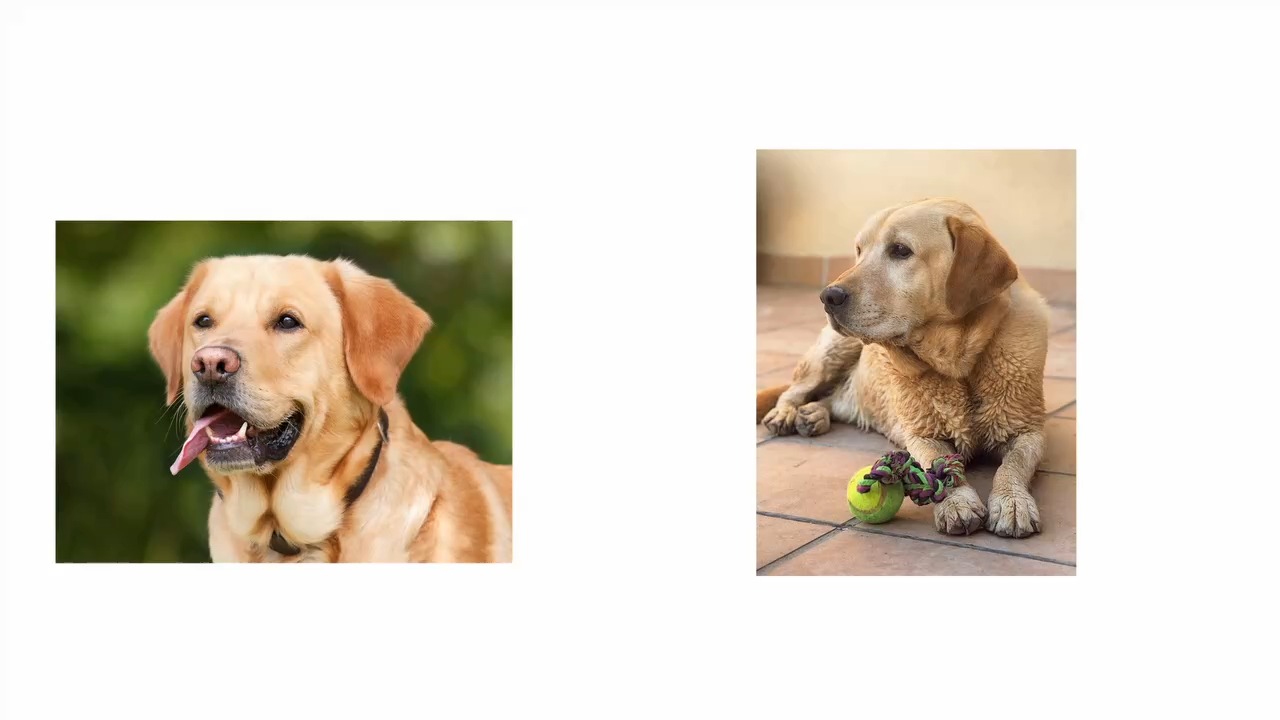 P1 Object Detection Model By Kasetsart University Kamphaeng Saen Campus