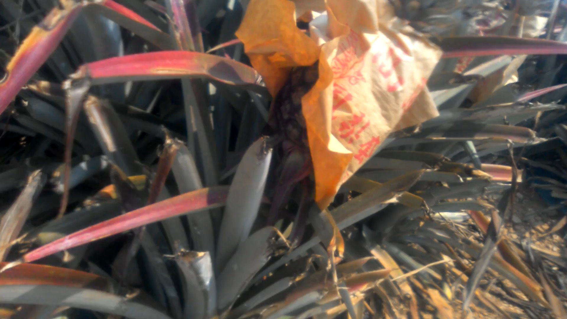 Pineapple Object Detection Dataset And Pre Trained Model By Pineapple