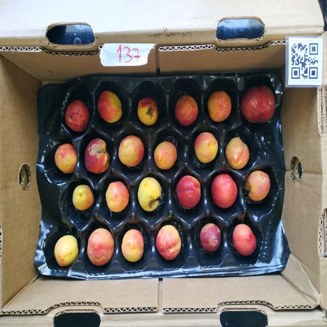 Segment Peach Instance Segmentation Dataset By Workspace2025