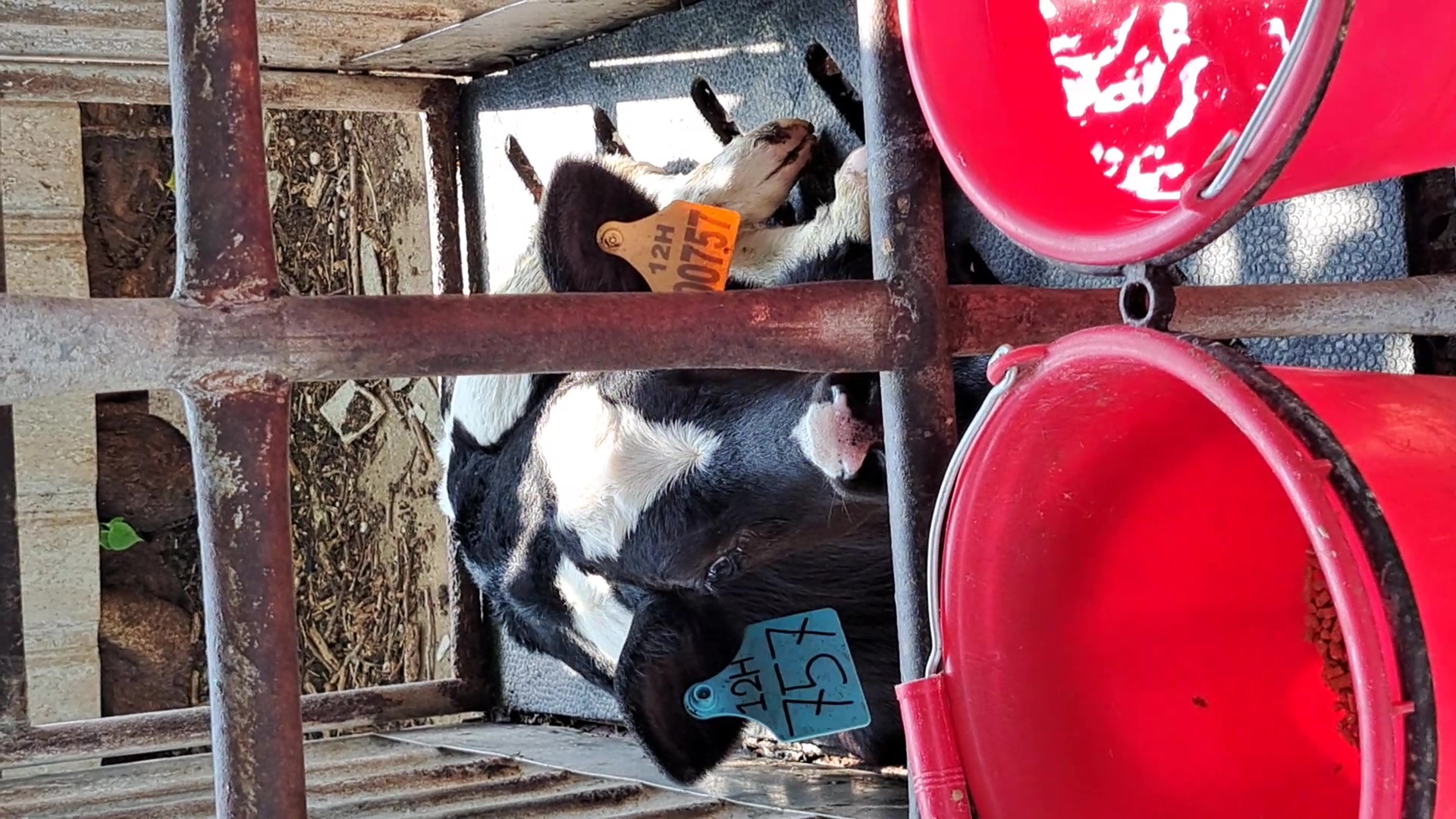 cow12H00757 Object Detection Dataset by cow