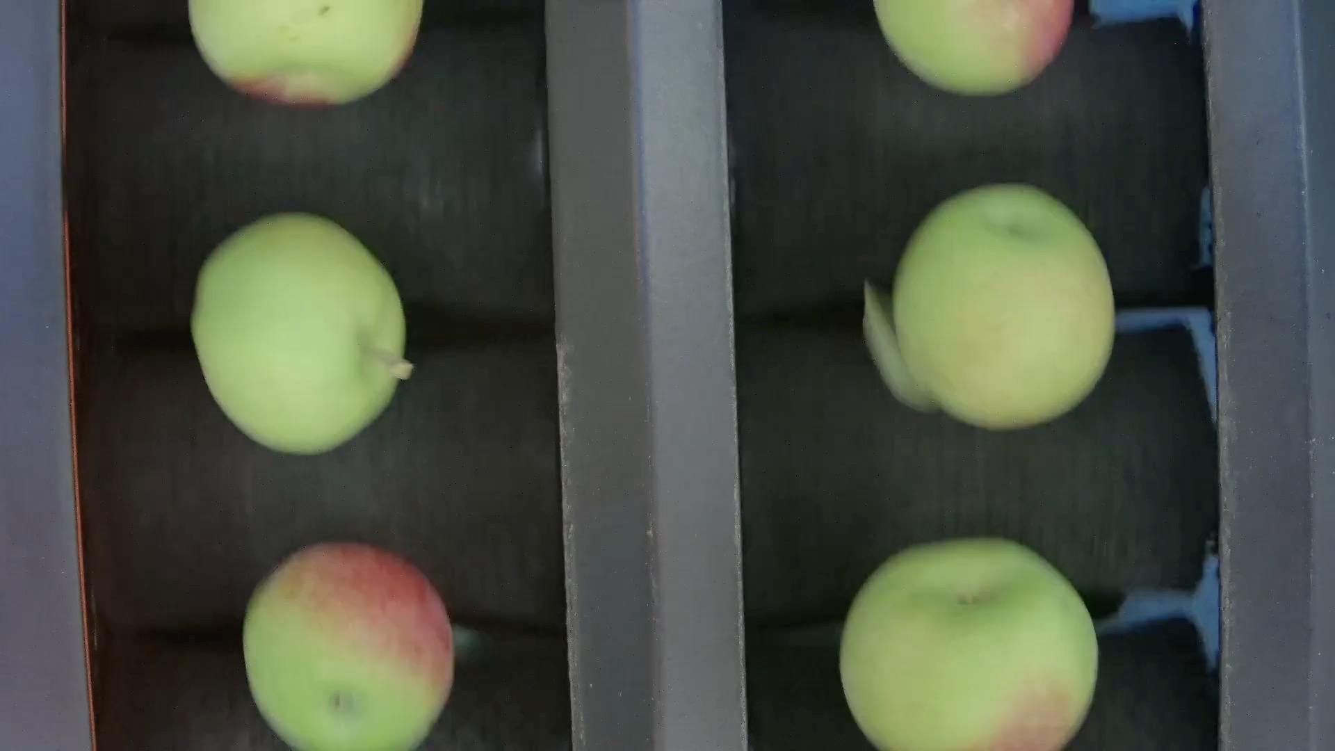 AppleSortVision_Segmentation Instance Segmentation Dataset by AppleSortVision