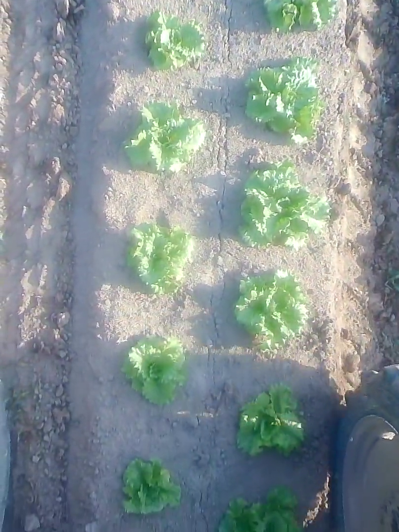 How to Use the diseased-healthy lettuce Object Detection API