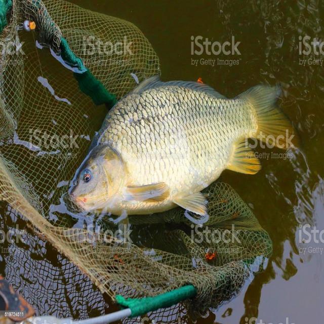 fish Classification Dataset and Pre-Trained Model by oussama