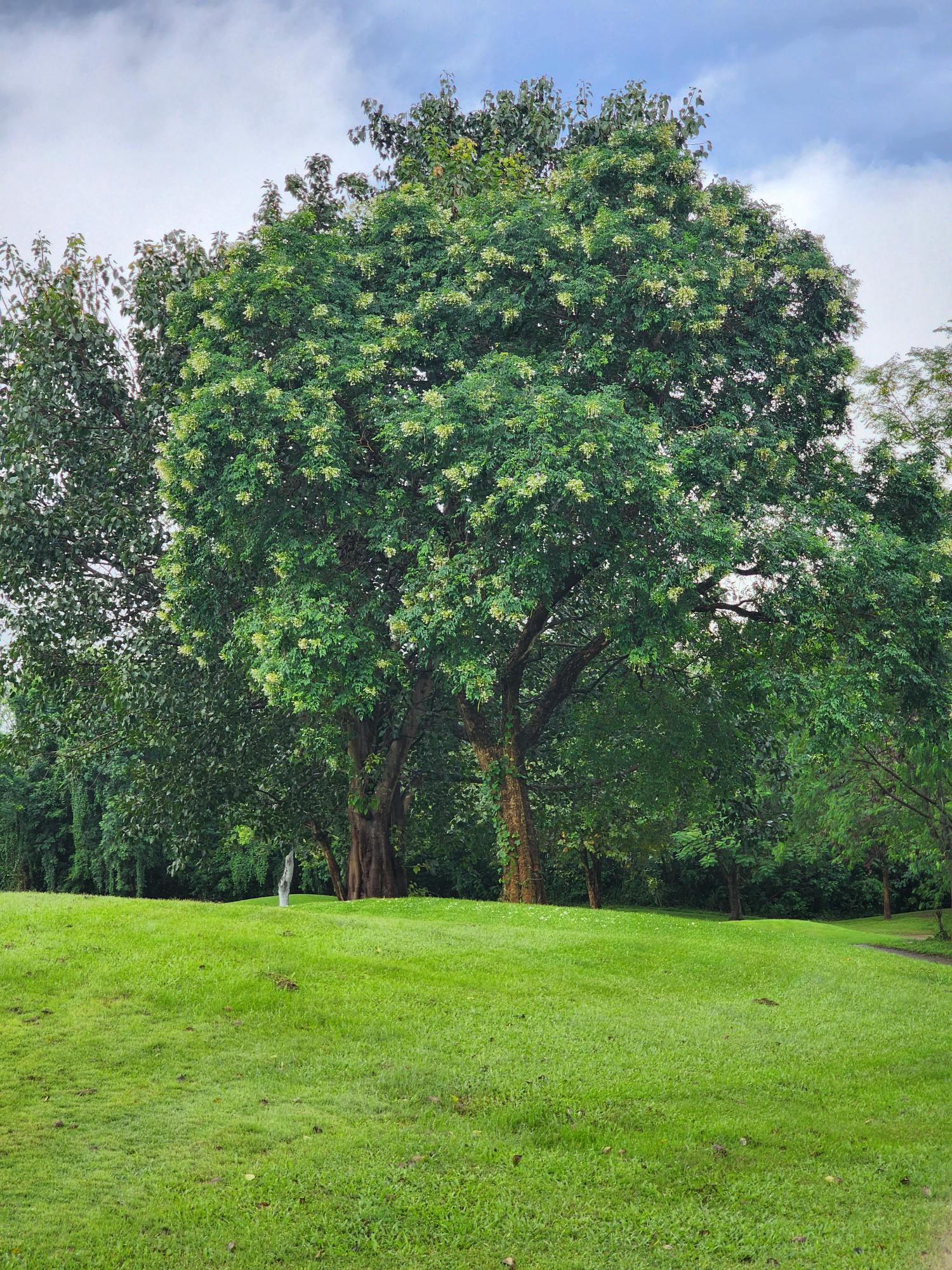 standing_tree_ver1 Object Detection Dataset by Essex