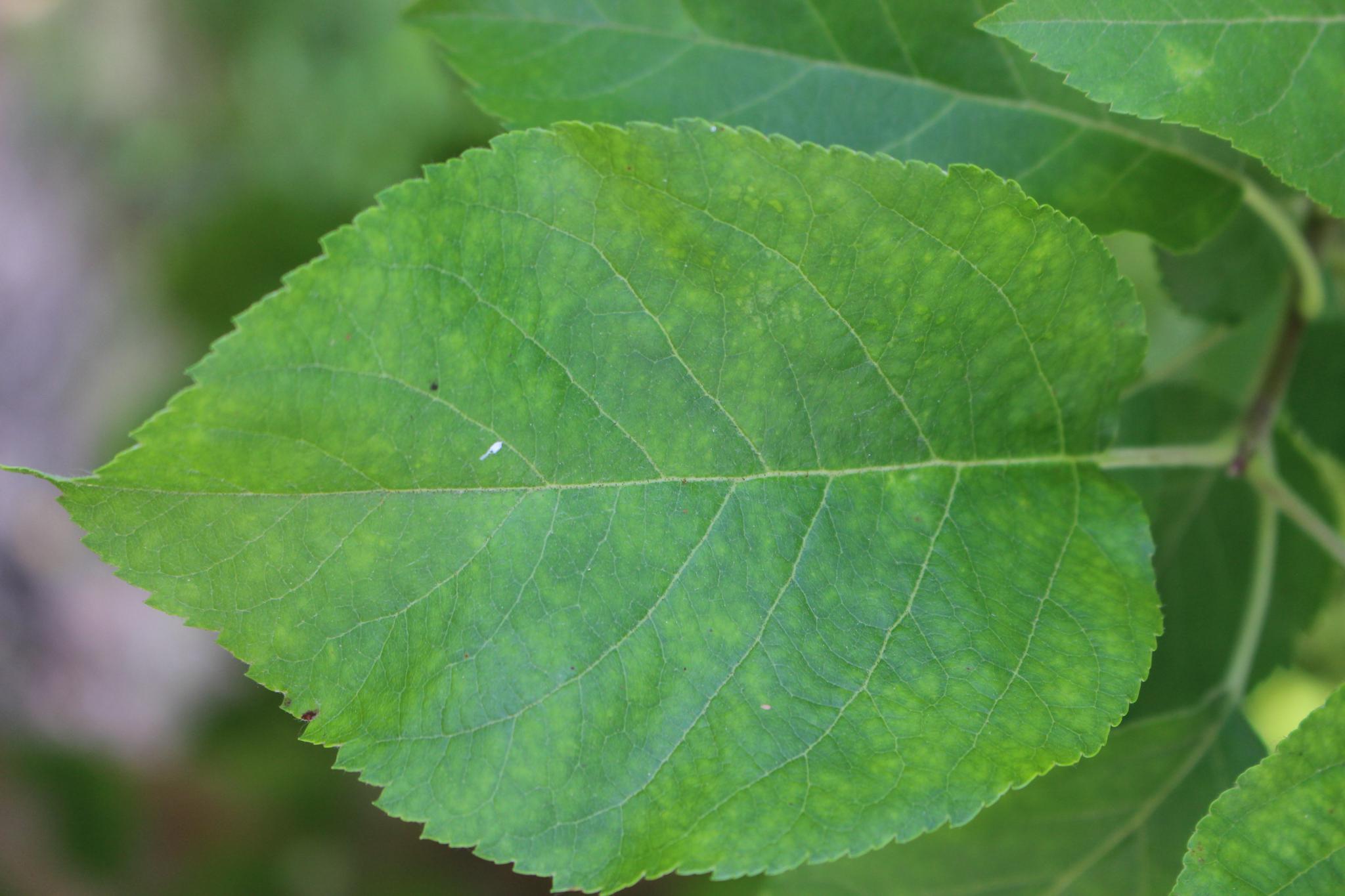 Plant Pathology Anotation Object Detection Dataset by abiya