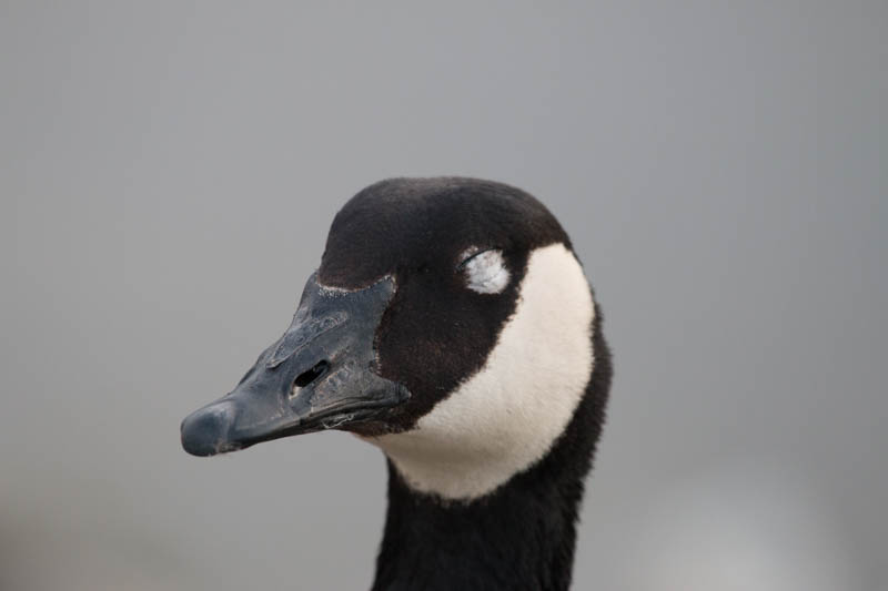 Goose Object Detection Dataset by korbinmdavis@gmail.com