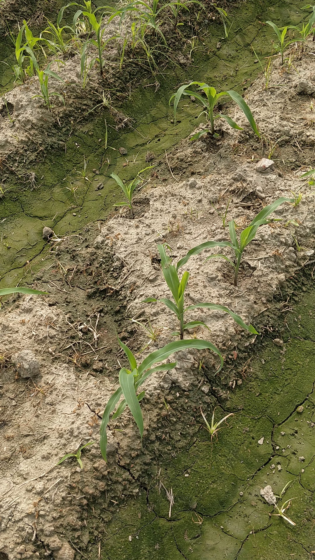 Corn Detection Roboflow Universe