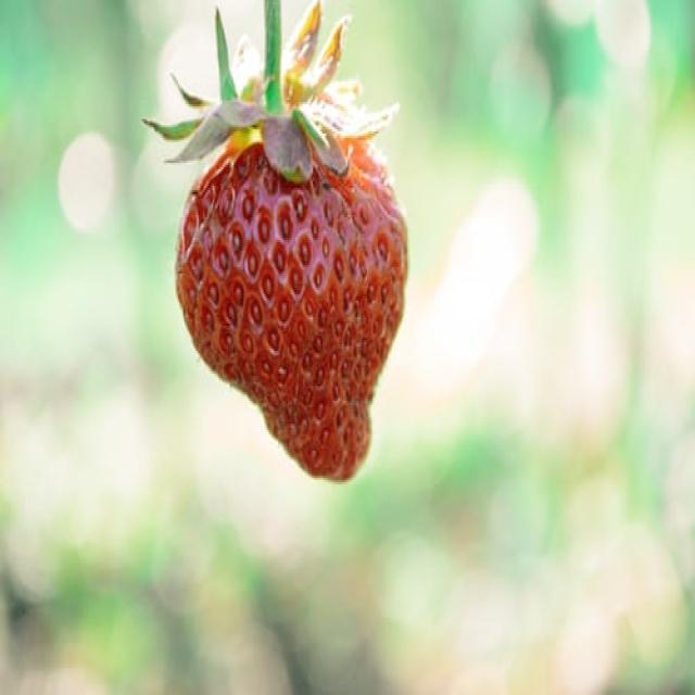 strawberries Object Detection Dataset (v1, 2024-09-12 6:53am) by cho
