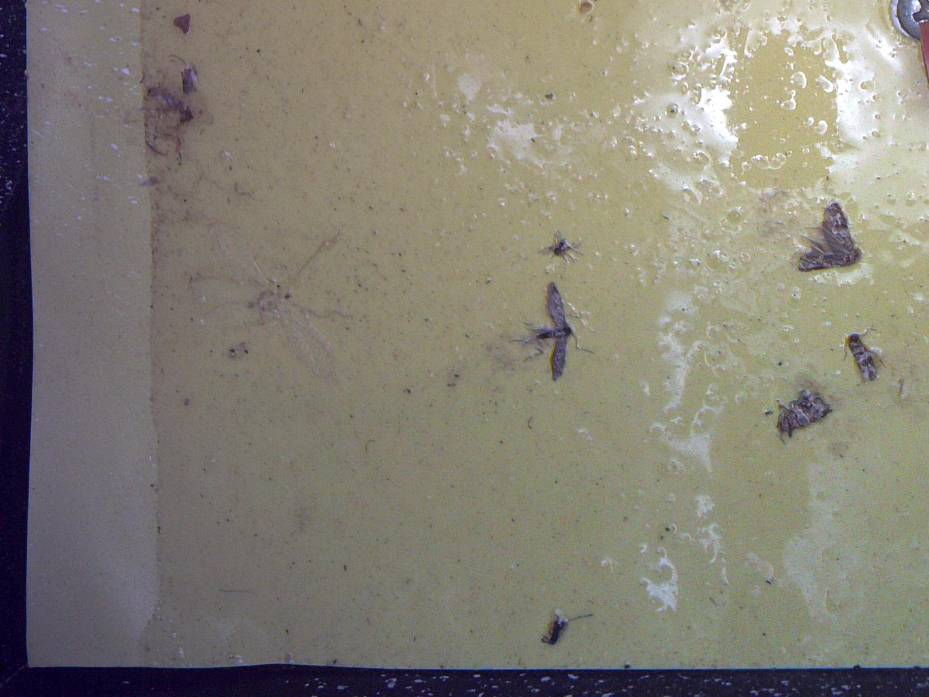 insect_ Object Detection Dataset by UBI