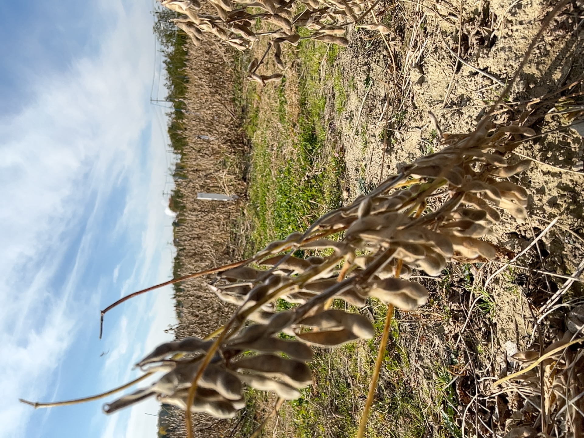 Thepods Instance Segmentation Dataset And Pre Trained Model By Testseg