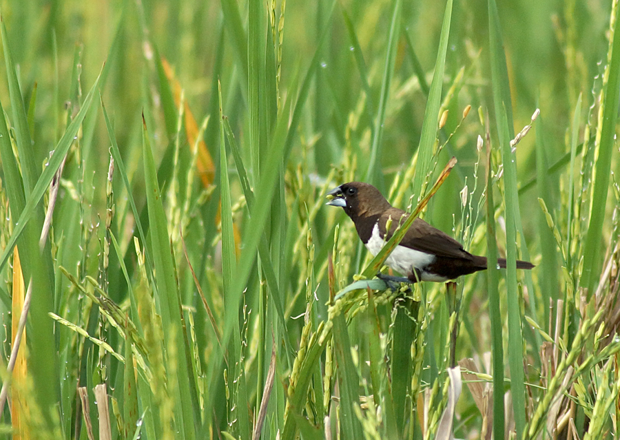 Plant Pests Object Detection Model By Pest Detection