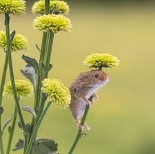 Rats Object Detection Dataset by Deep Learning