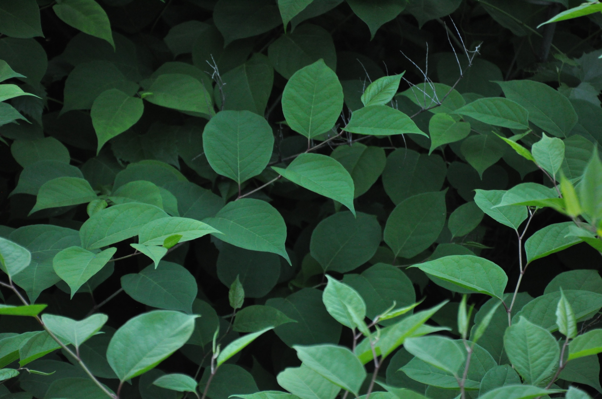 Japanese Knotweed Detection Object Detection Dataset by Workspace1