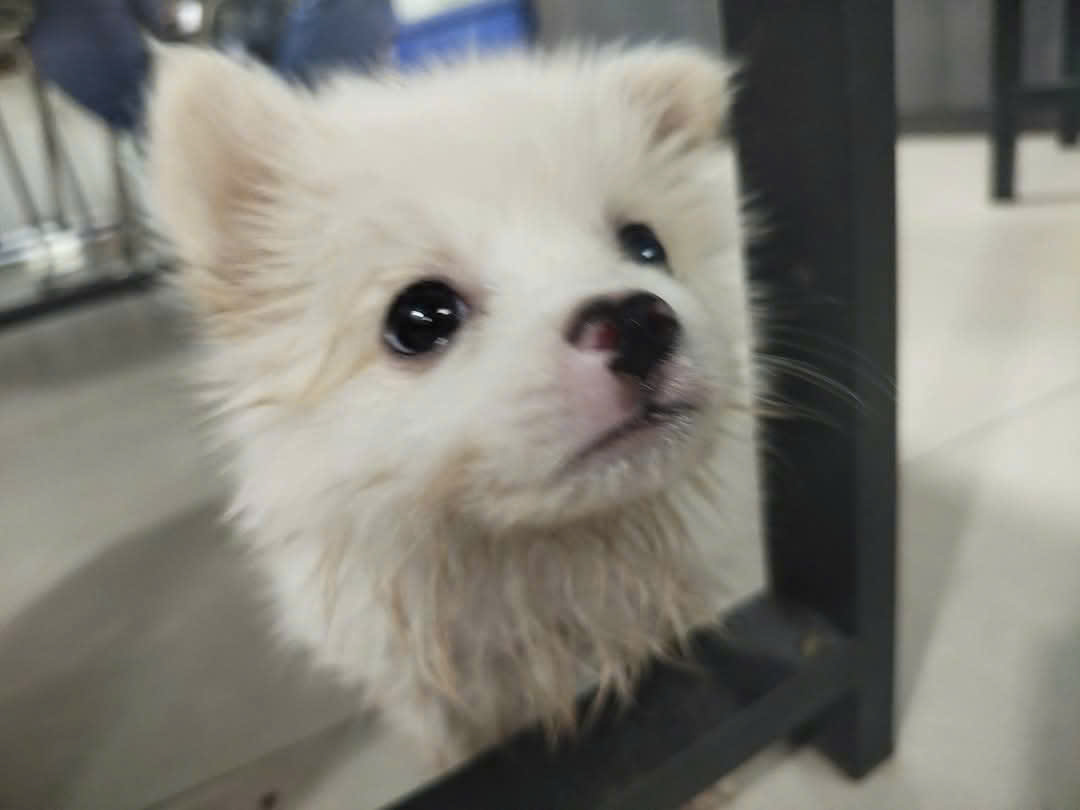 Dog & Cat Object Detection Dataset by 6CONANG