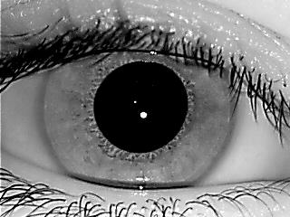 Iris Detection Object Detection Model by FYP