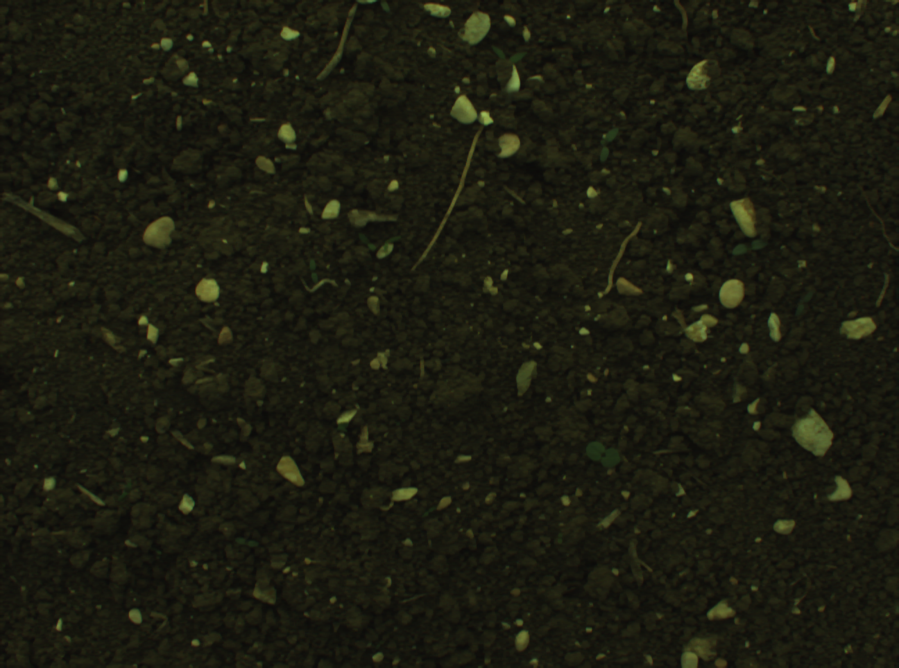 weed detection Object Detection Model by Thesis