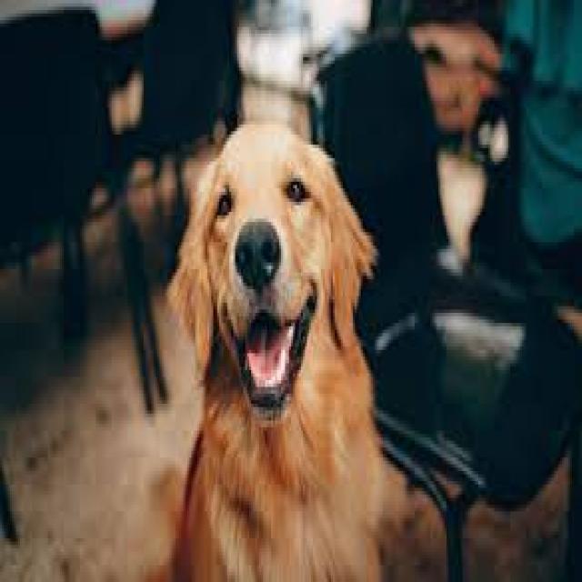 cats dogs object detection Object Detection Dataset by RiPO