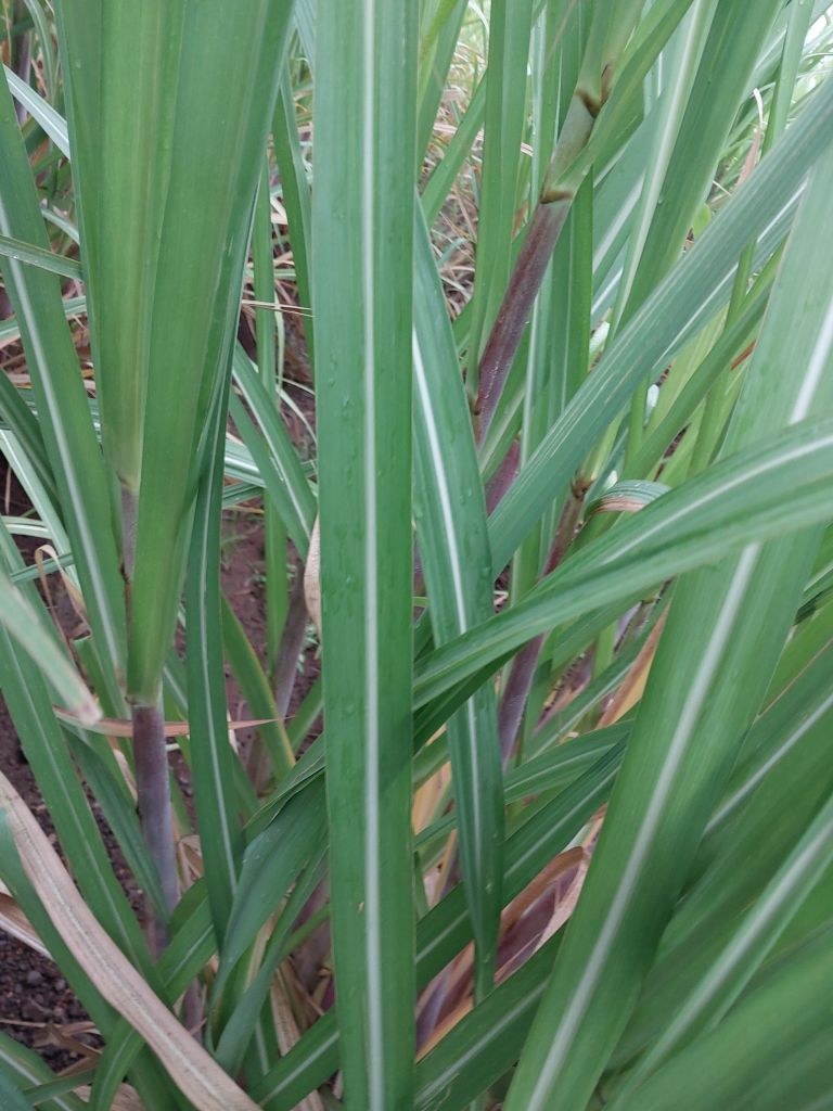 PD 1 Object Detection Dataset and Pre-Trained Model by Bite Detection