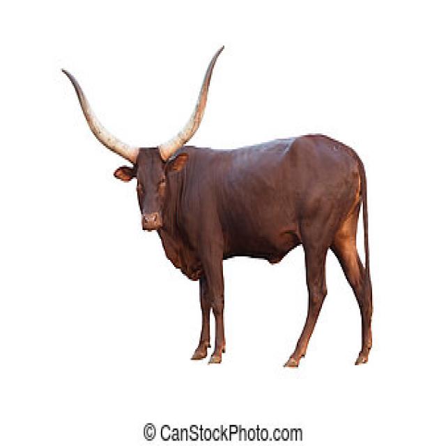 Cattle Detection Classification Dataset And Pre Trained Model By Cattle