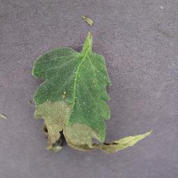 Tomato-leaf disease detection Instance Segmentation Model by Project