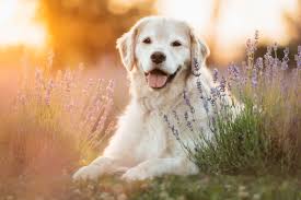 dog_seqmentation Instance Segmentation Model by welding