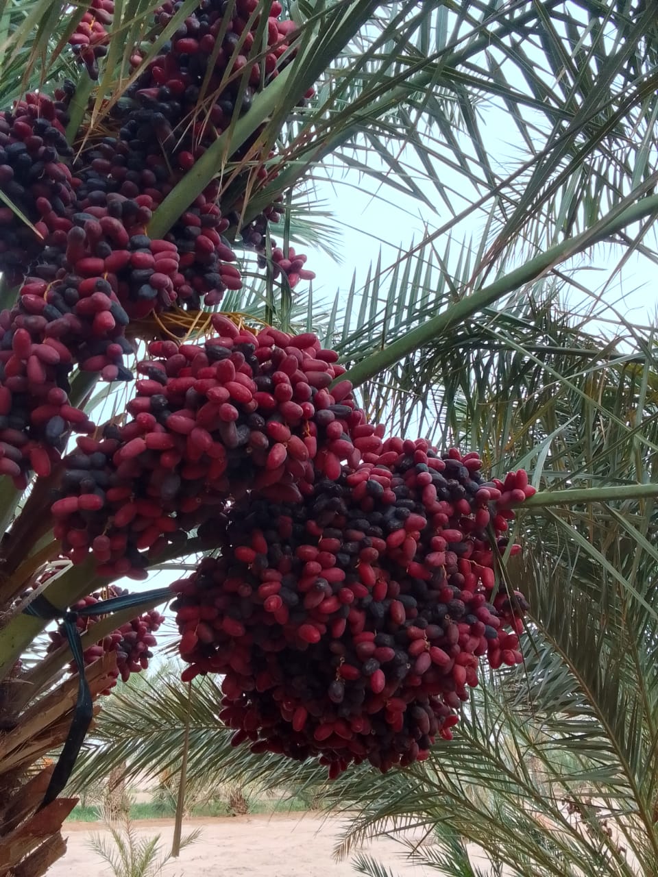 PFE Object Detection Dataset and Pre-Trained Model by PFE