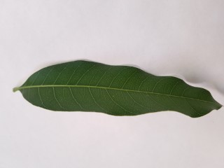 Leaf Segmentation Instance Segmentation Dataset by UAS VISKOM