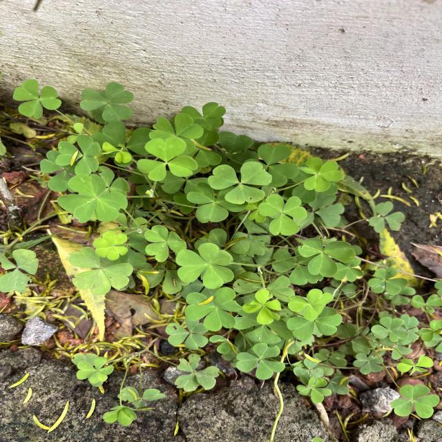 Medicinal Plant Identification Object Detection Model By Medicinal