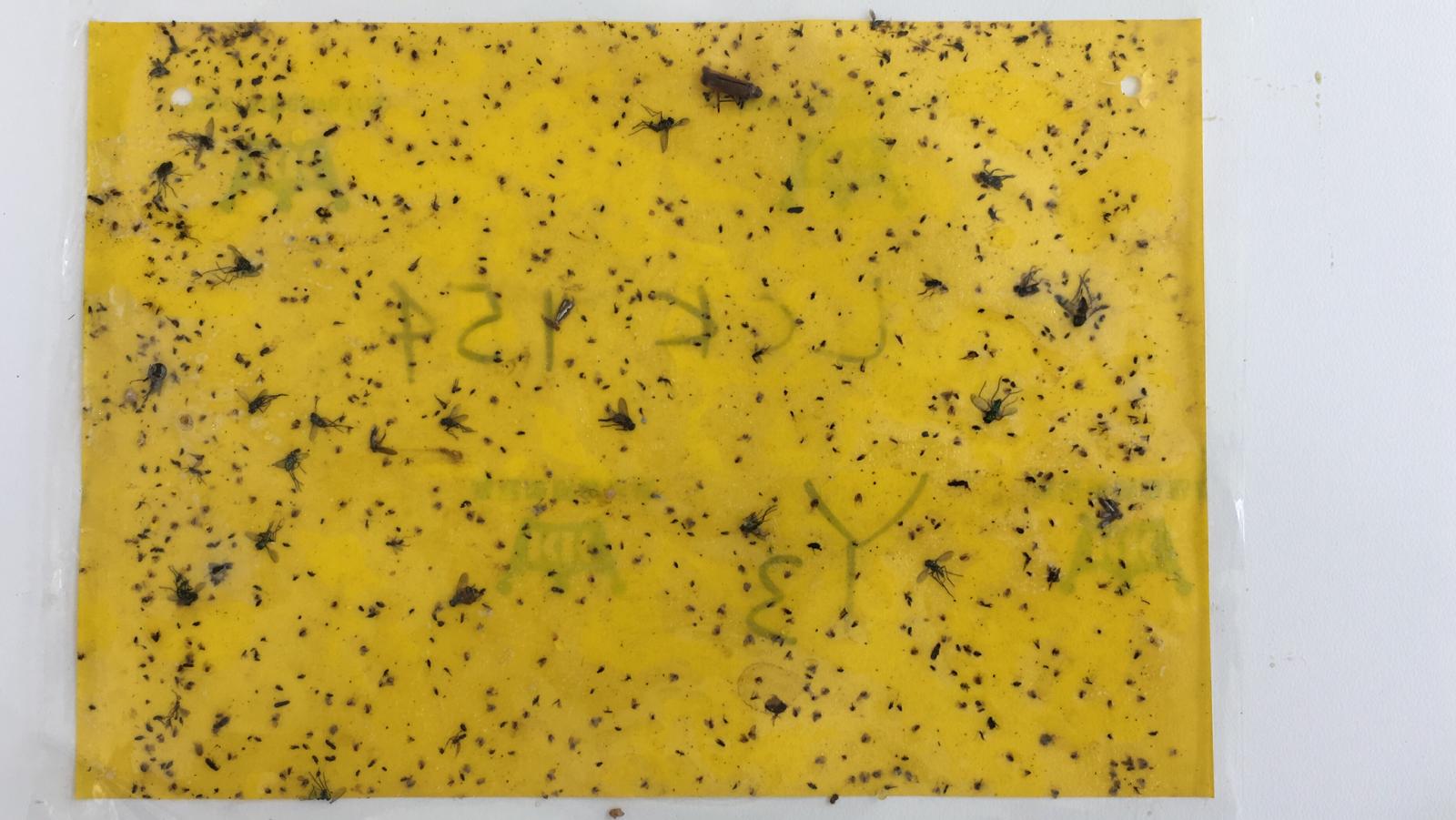 Dbm Yolov5s Object Detection Dataset And Pre Trained Model By Dbm