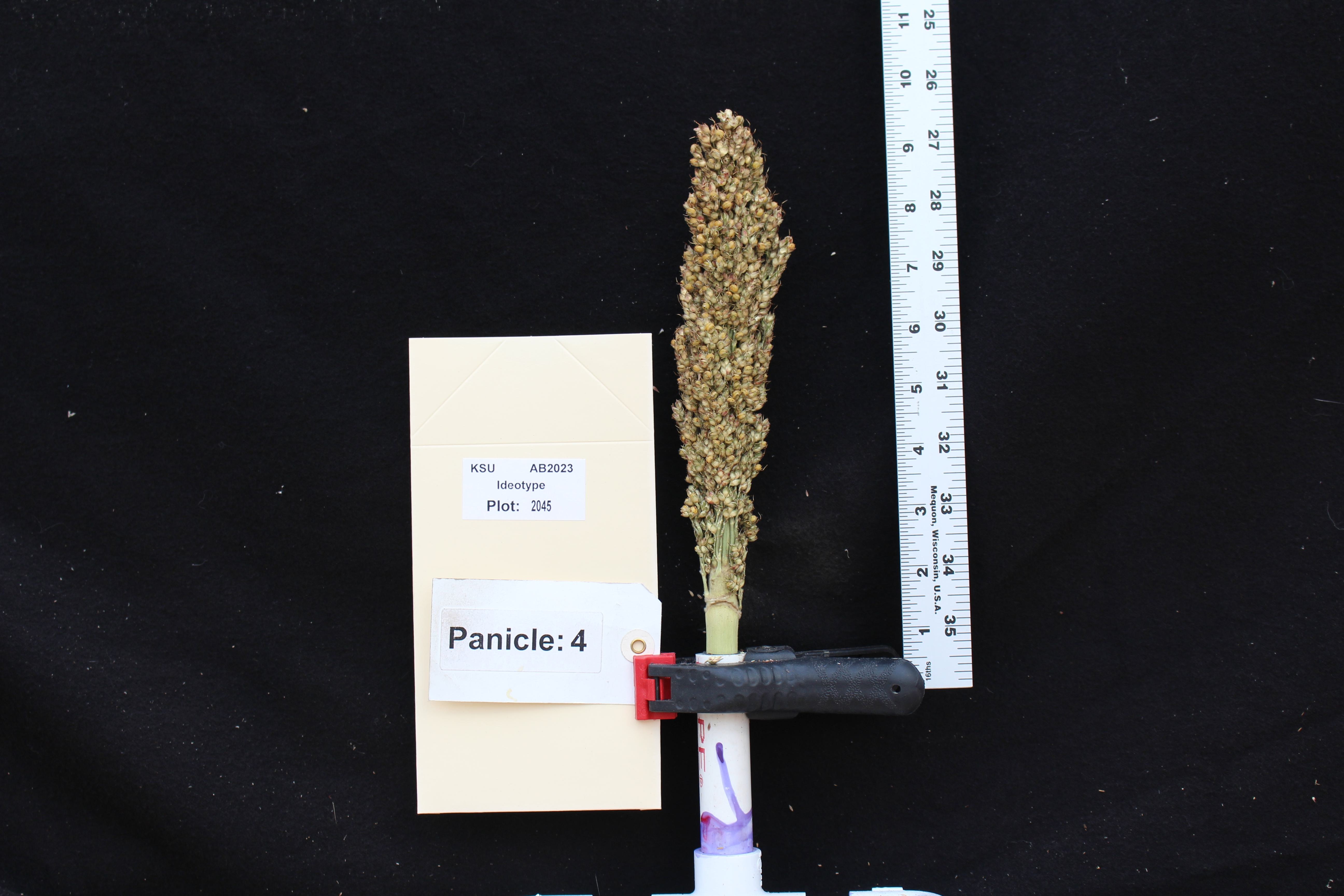 Lab_Panicle Object Detection Dataset by sorghumcv