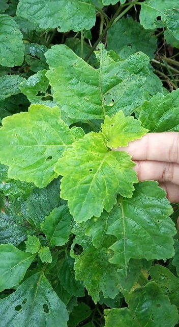 model (model-tumic) - Roboflow Universe