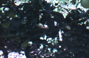 Apple Seg Object Detection Dataset and Pre-Trained Model by final year project