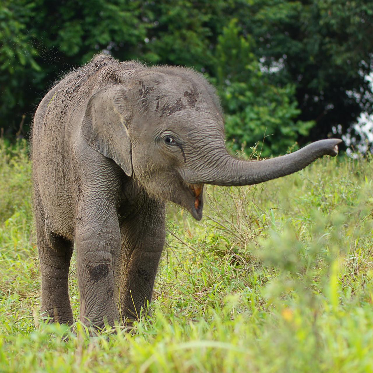 Elephant Object Detection Dataset by MYSA1