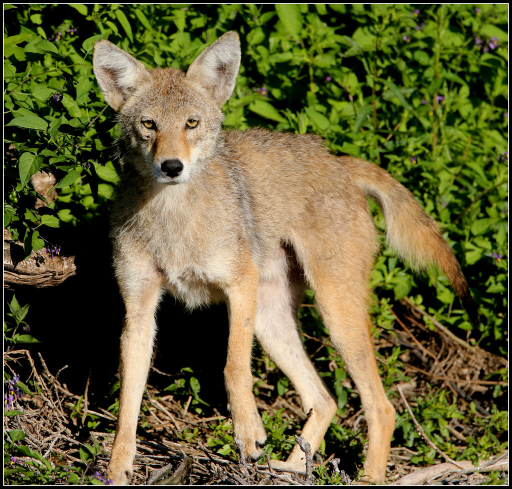 Animal Detection Object Detection Model by project-qnjnj