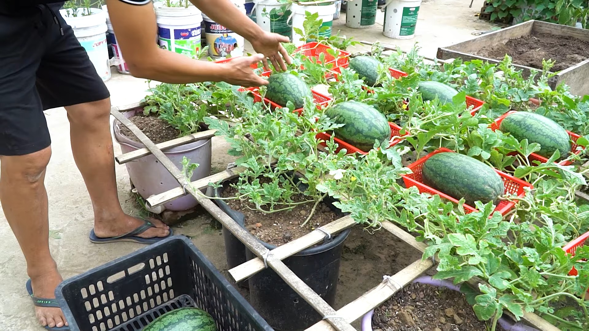 watermelon detector 1 Object Detection Model by NIHASA