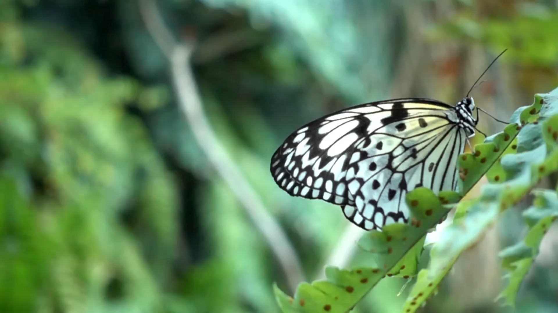 BUTTERFLY DETECTOR Object Detection Dataset and Pre-Trained Model by NIHASA