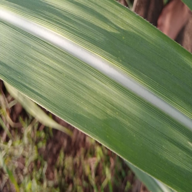 Sugarcane Leaf Disease Object Detection Model By Skripsick