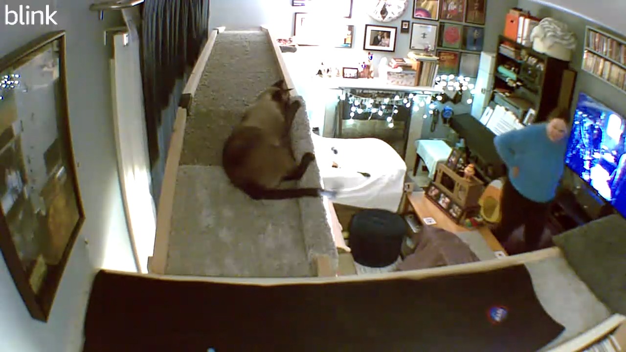 Blink Cats Object Detection Dataset And Pre Trained Model By Gii