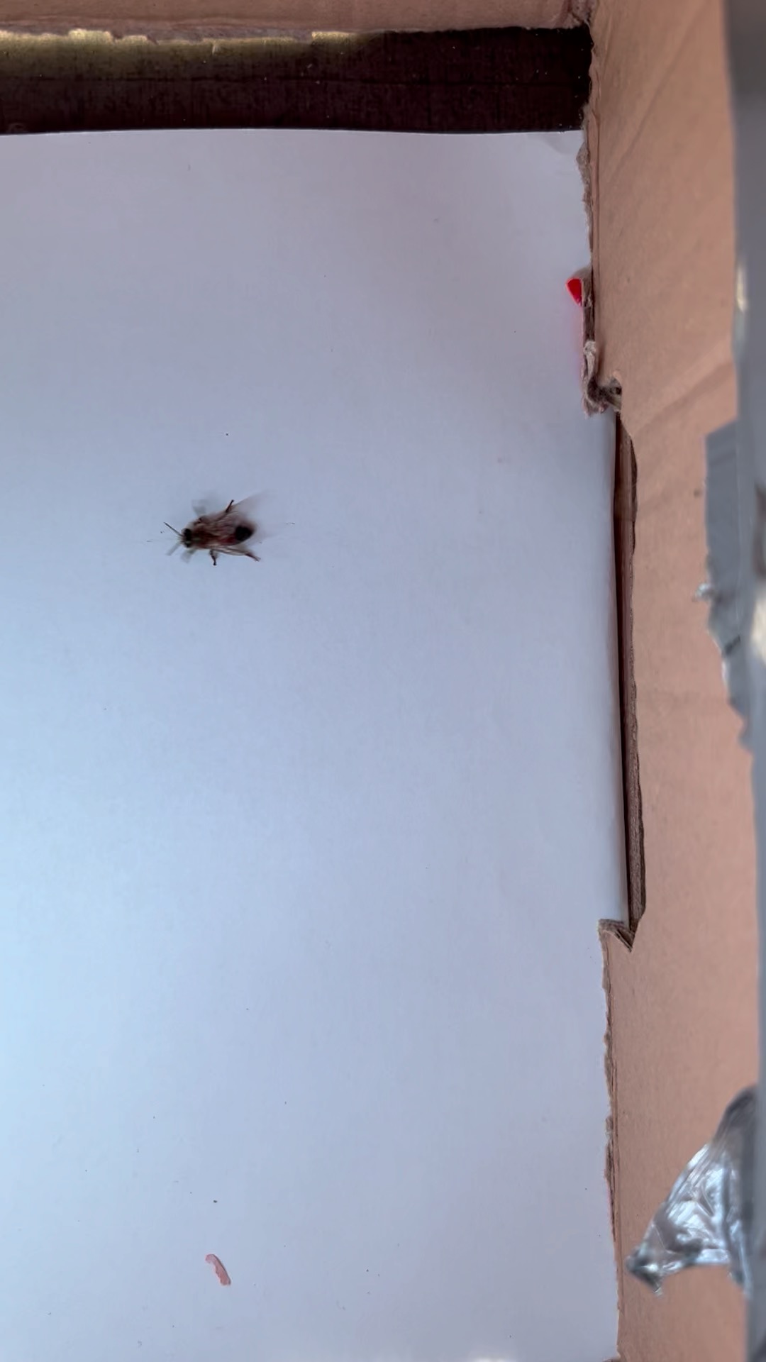 bee-detection Object Detection Dataset and Pre-Trained Model by Jonas