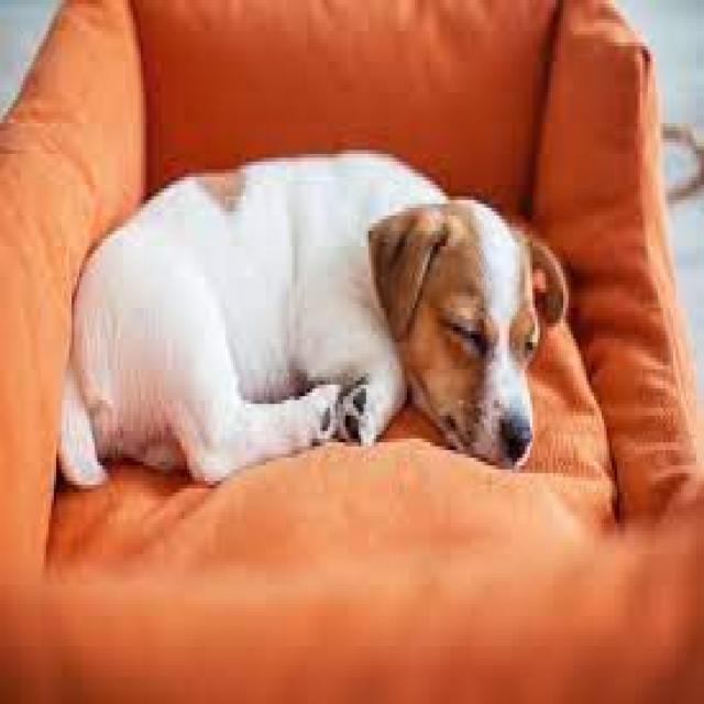 Dog posture Object Detection Model by Dogs