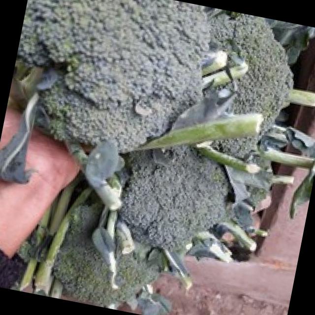 Broccolidetection Object Detection Dataset By Irham