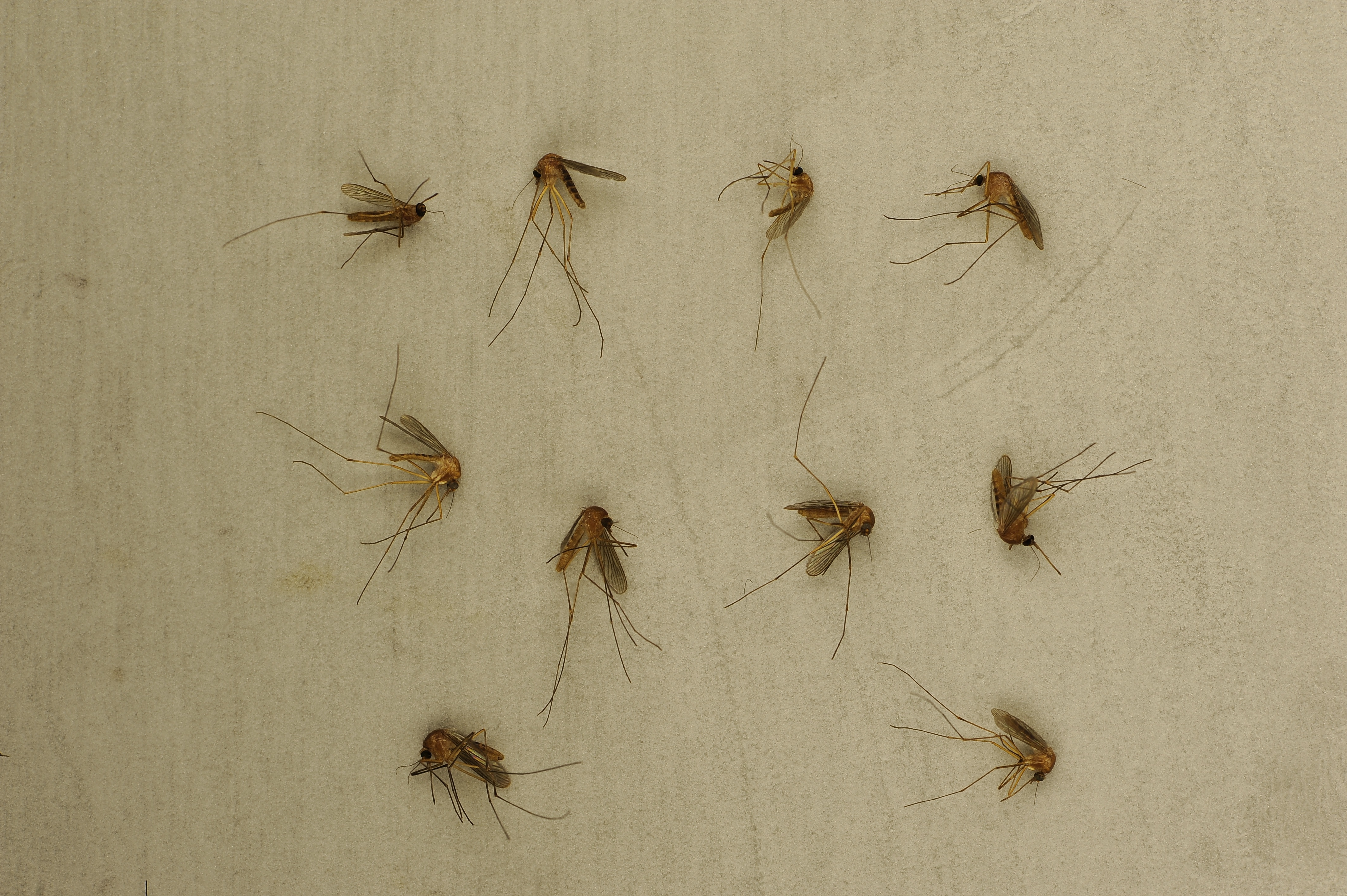 Mosquito Species Object Detection Dataset by al